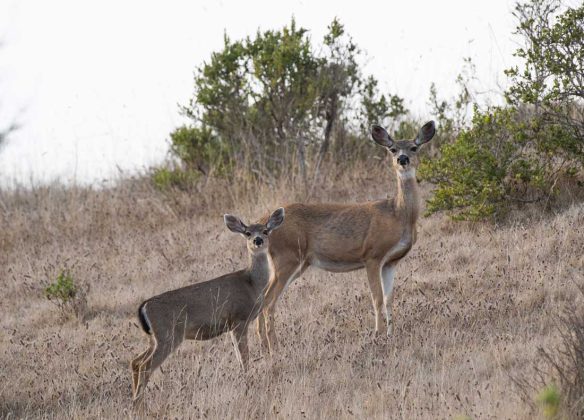VTA approves design contract for Coyote Valley wildlife crossing ...